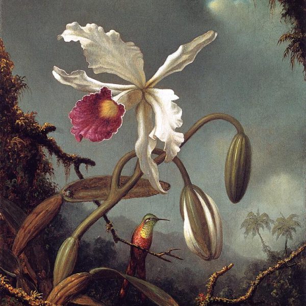 Inspiration: “Hummingbird and Passionflowers,” by Martin Johnson Heade ...